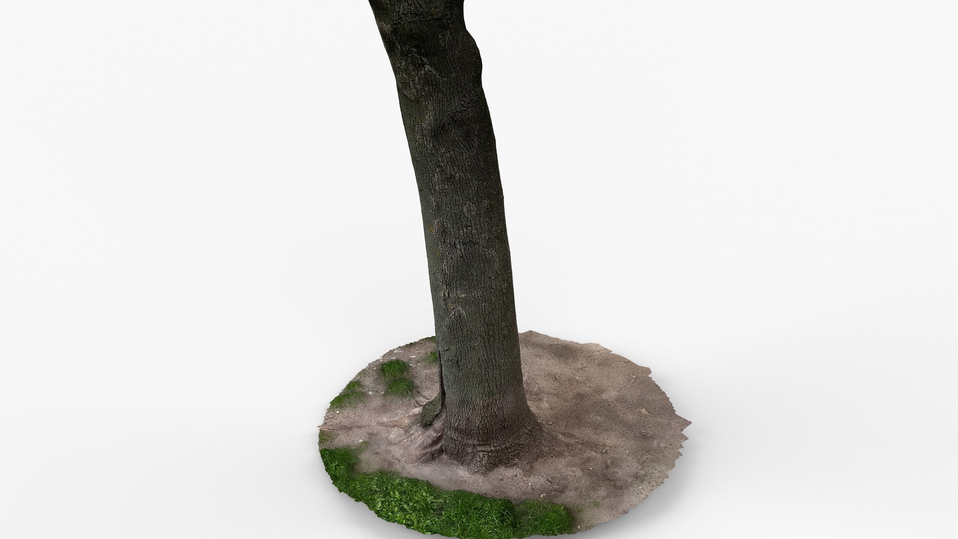 Photorealistic 3D Scan Of Tree Trunk 3D Model - TurboSquid 2397264