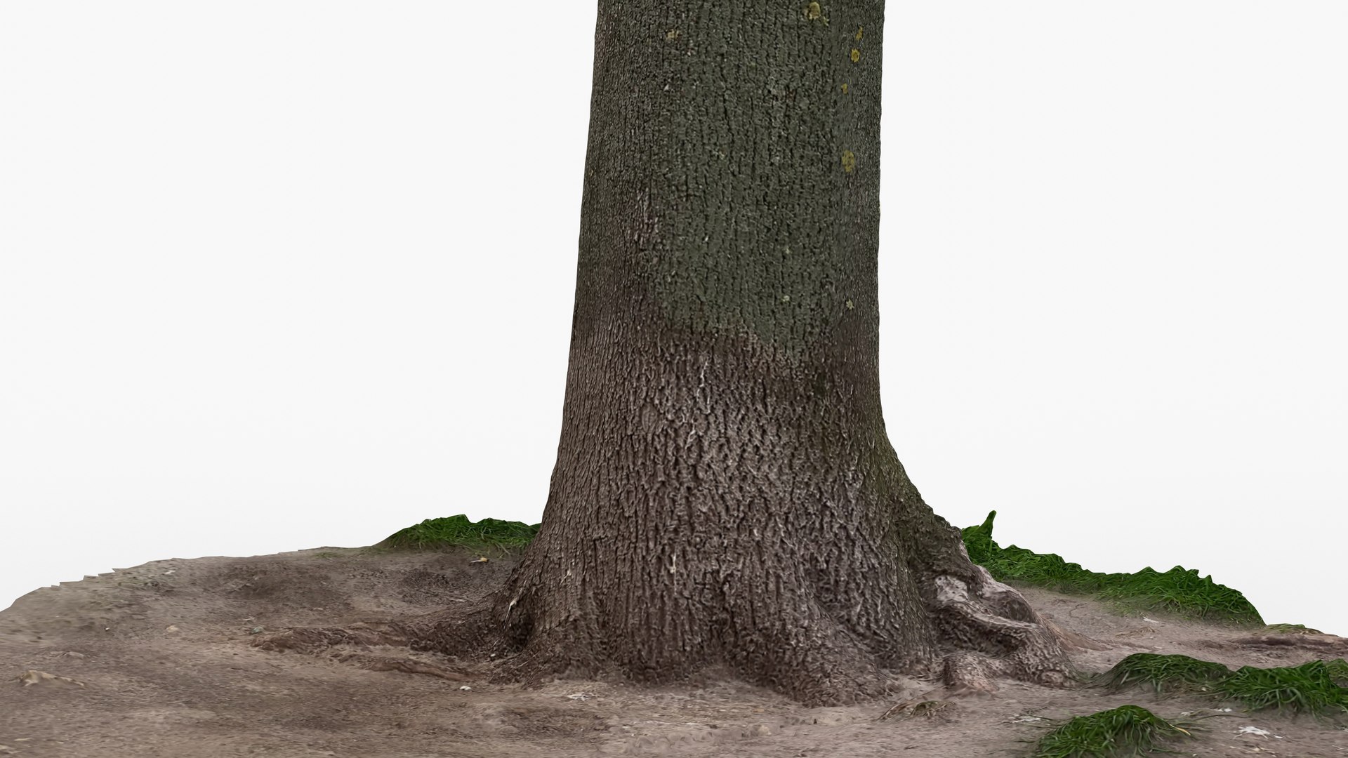 Photorealistic 3D Scan Of Tree Trunk 3D Model - TurboSquid 2397264