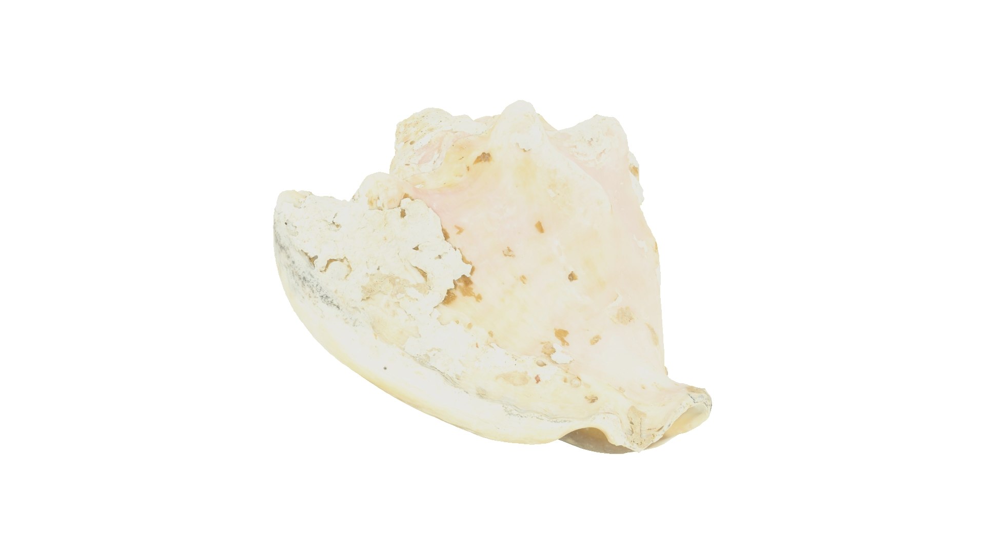 3D White Seashell Raw Scanned - TurboSquid 1784267