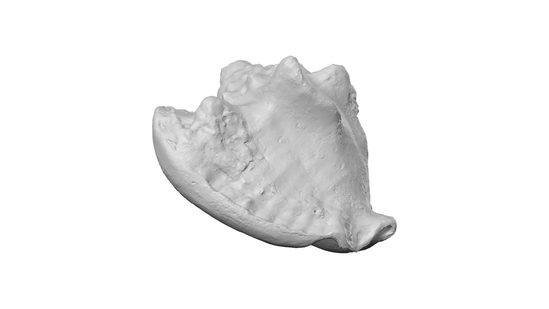 3D White Seashell Raw Scanned - TurboSquid 1784267