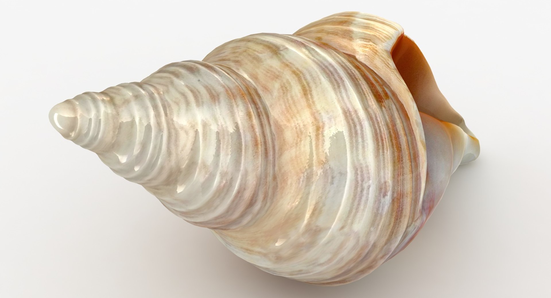 3D Sea Shell - TurboSquid 1149252