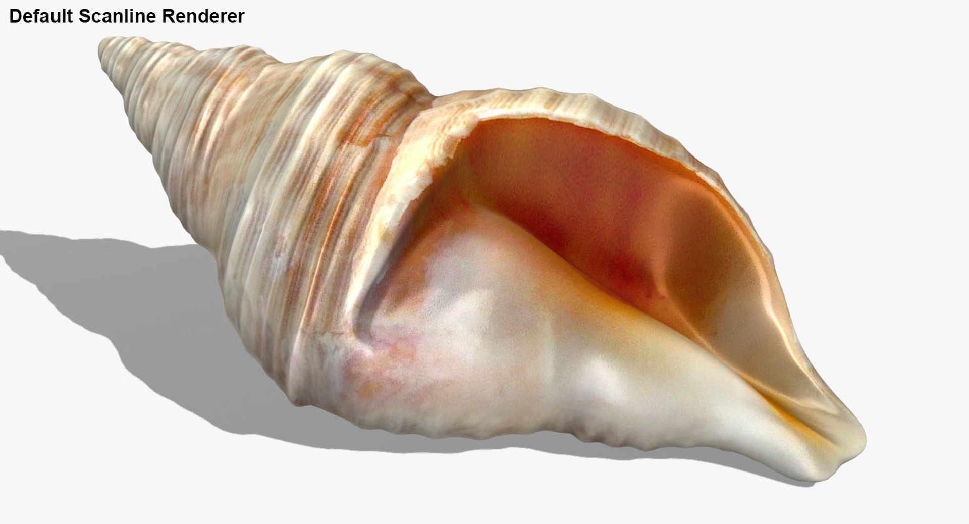 3D sea shell - TurboSquid 1149252