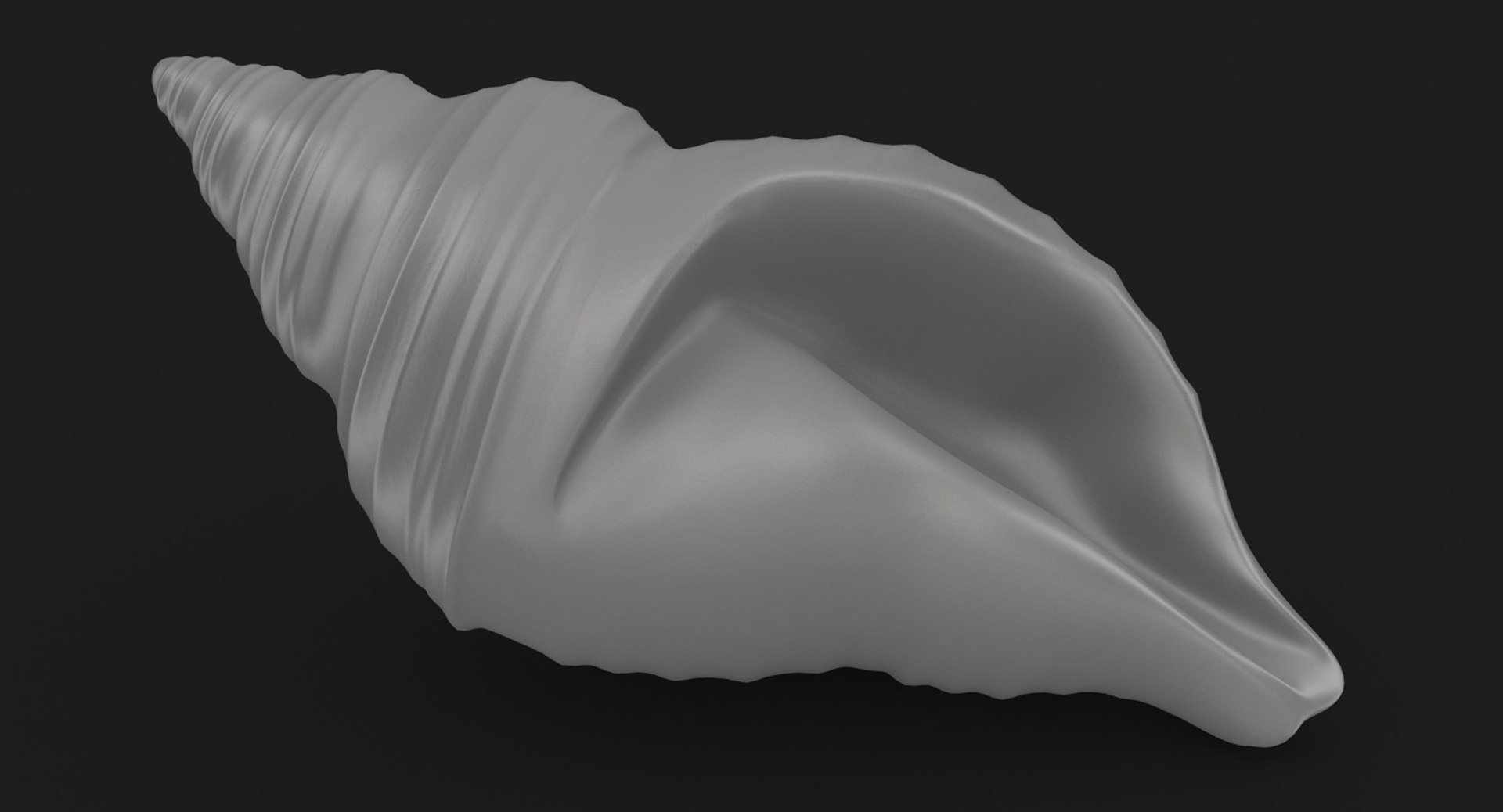 3D sea shell - TurboSquid 1149252