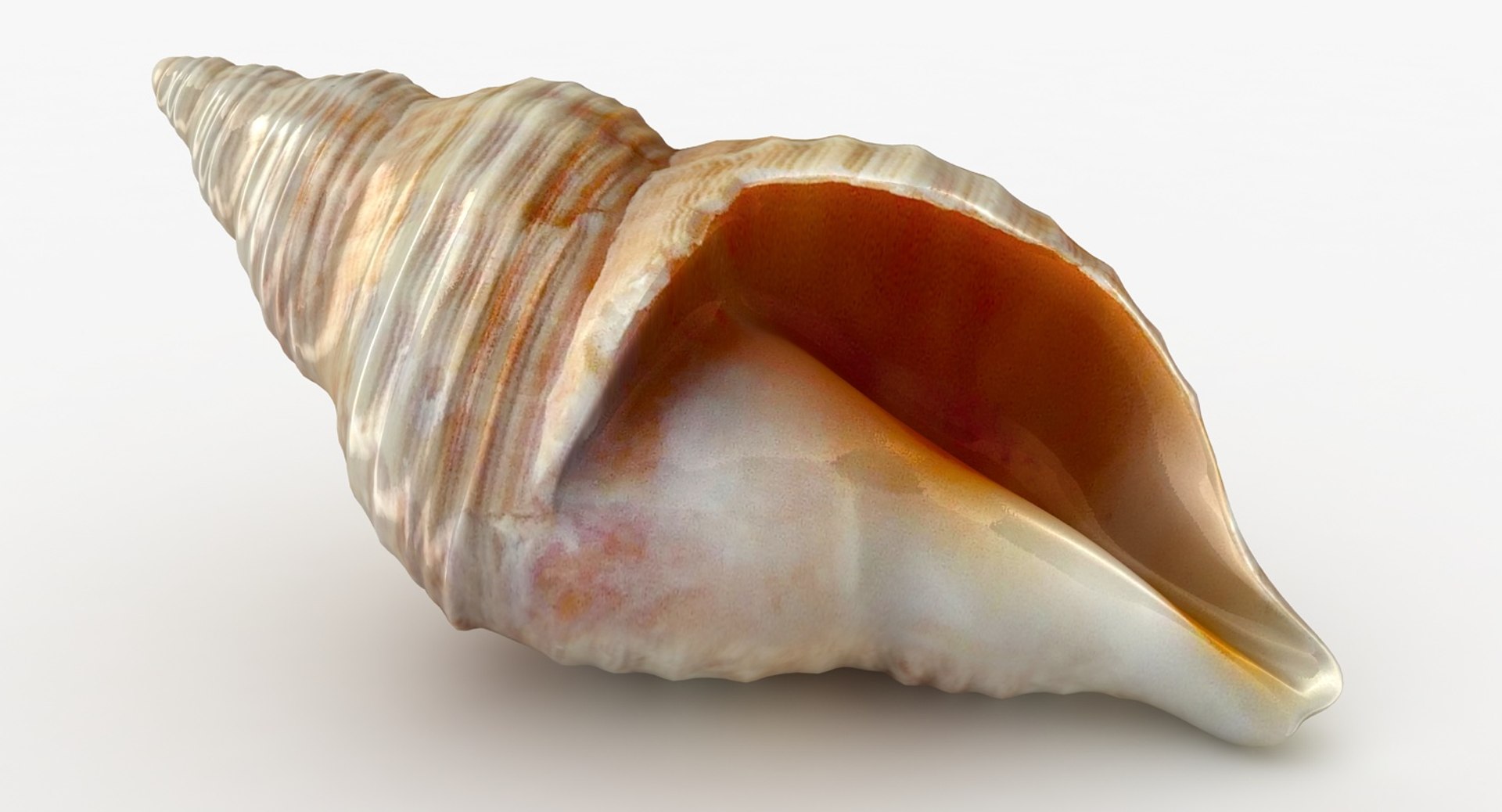 3D Sea Shell - TurboSquid 1149252