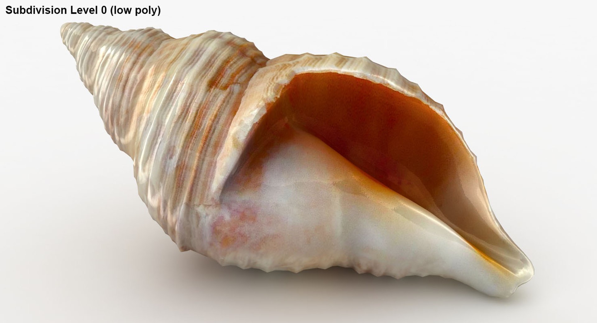 3D Sea Shell - TurboSquid 1149252