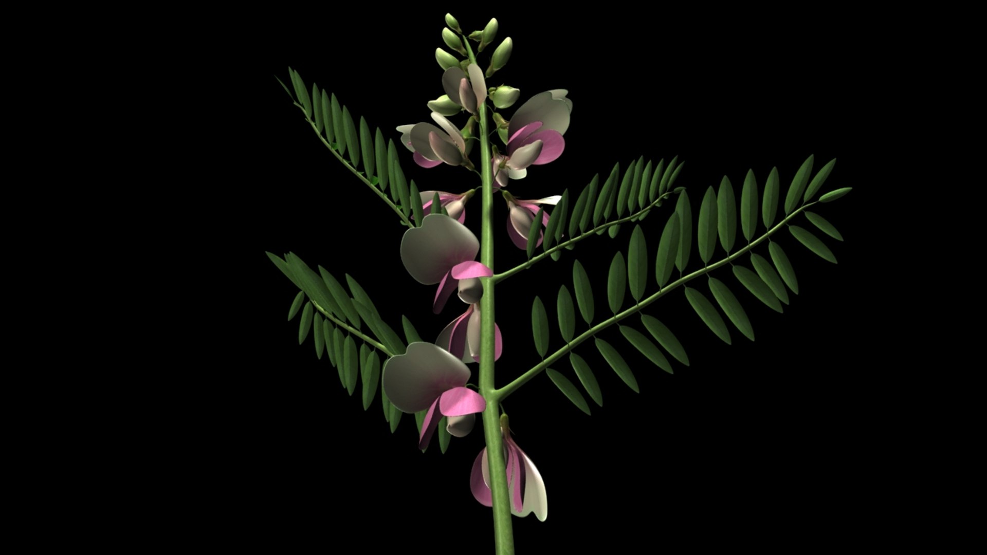 plants flowering 3d obj