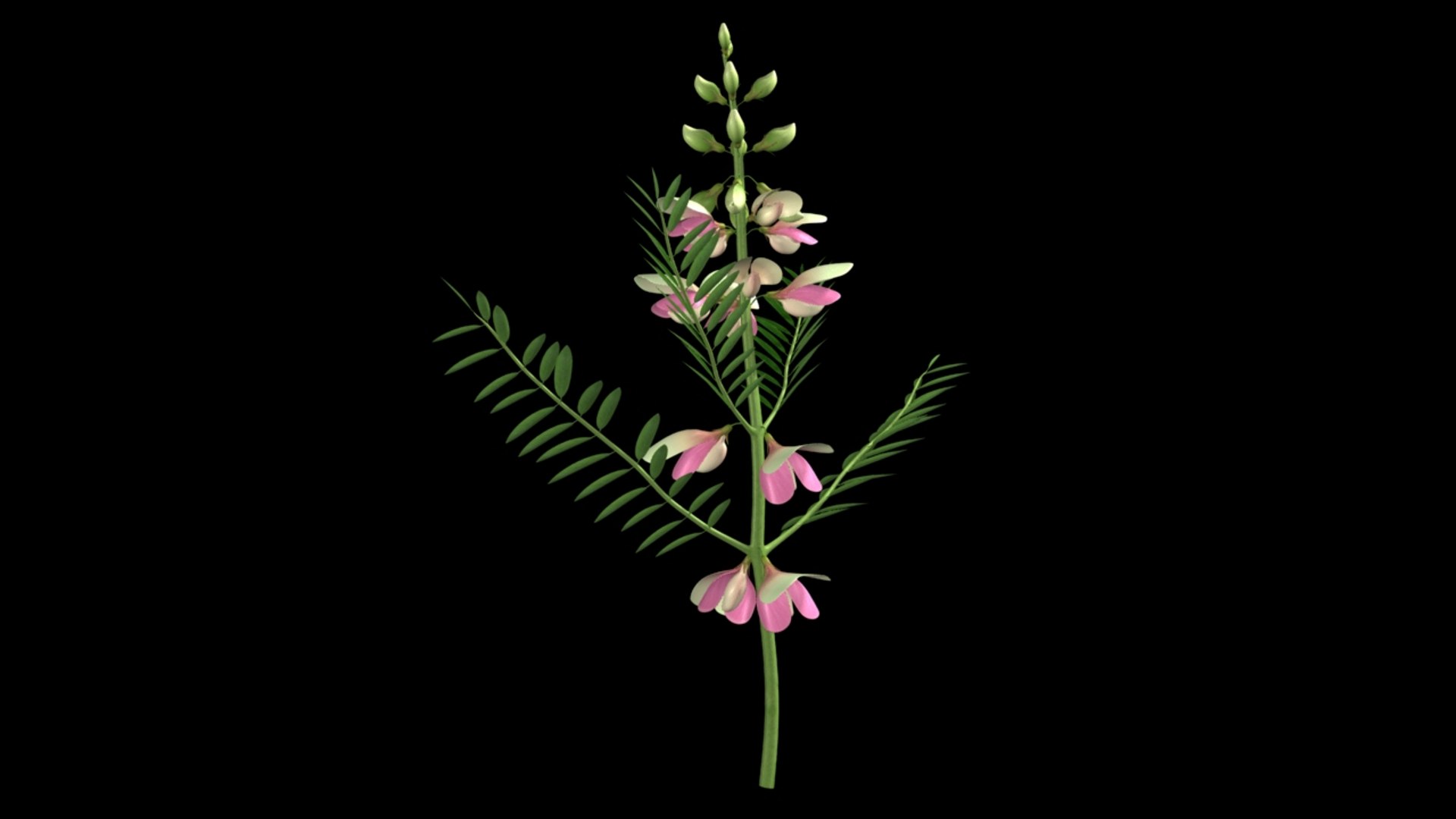 plants flowering 3d obj