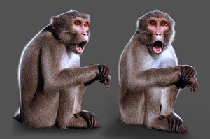 3D Monkey Models - Browse & Download Formats - TurboSquid