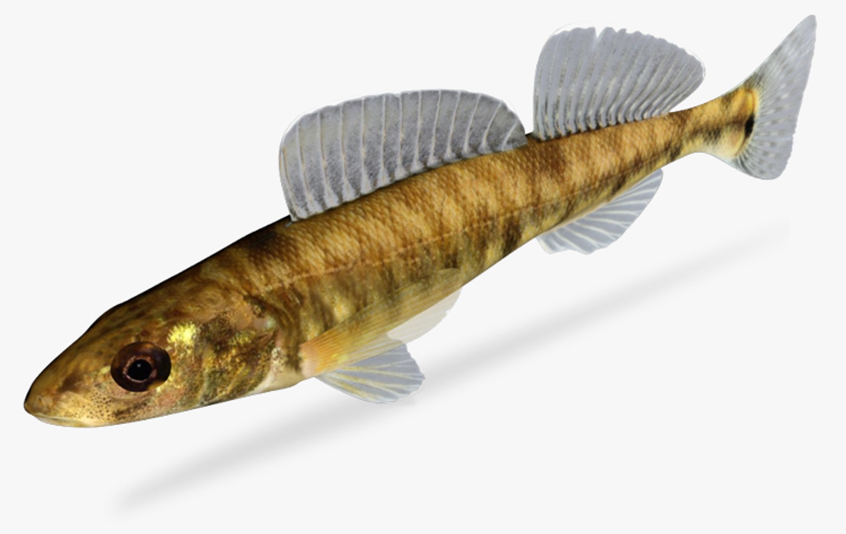 Percina Caprodes Logperch 3d X