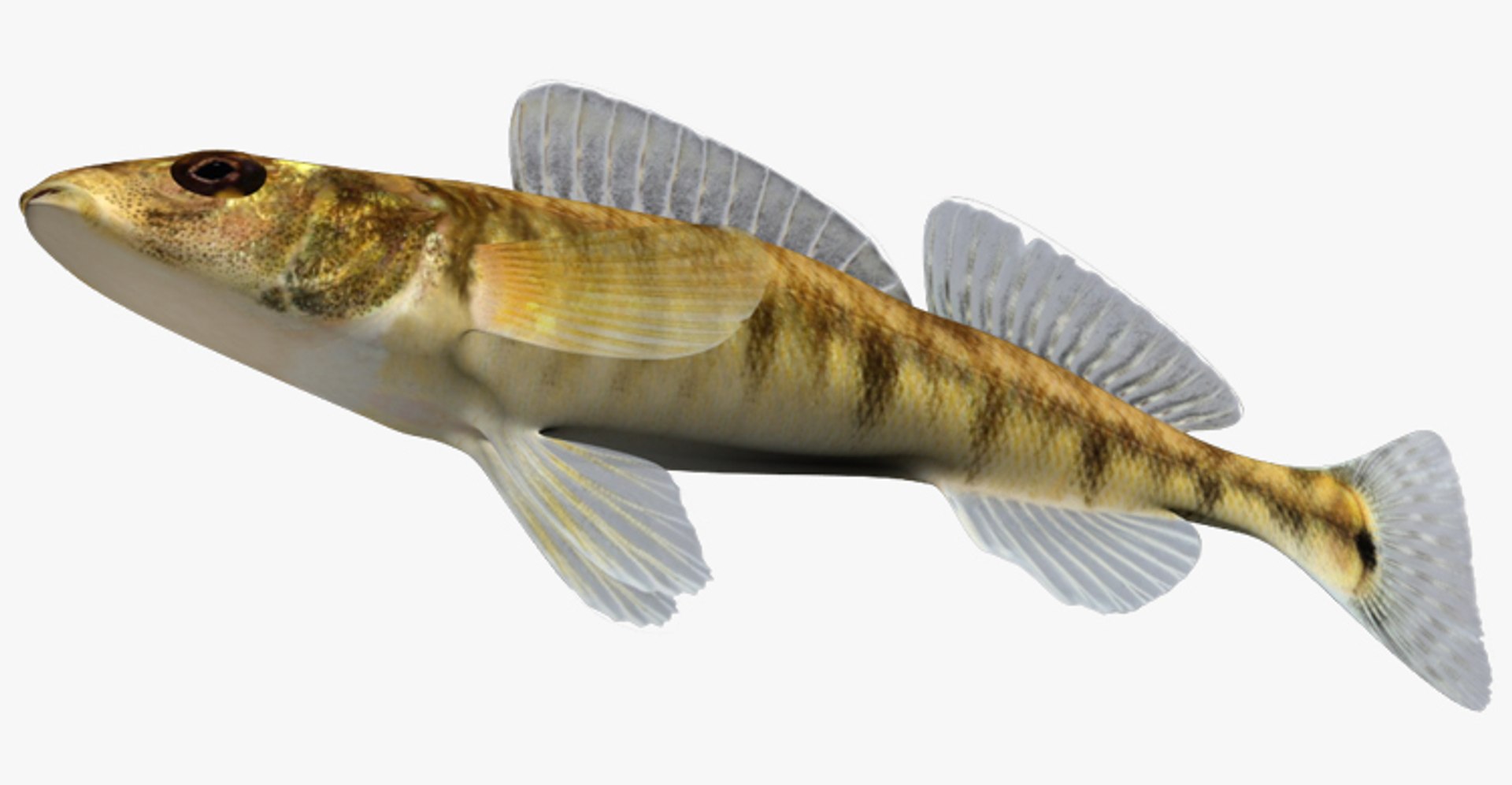 Percina Caprodes Logperch 3d X