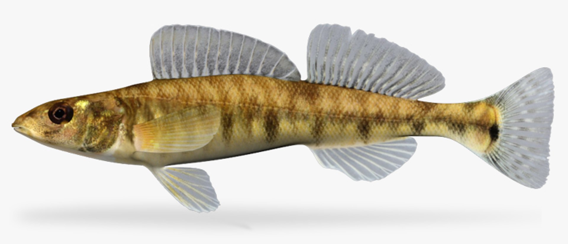 Percina Caprodes Logperch 3d X