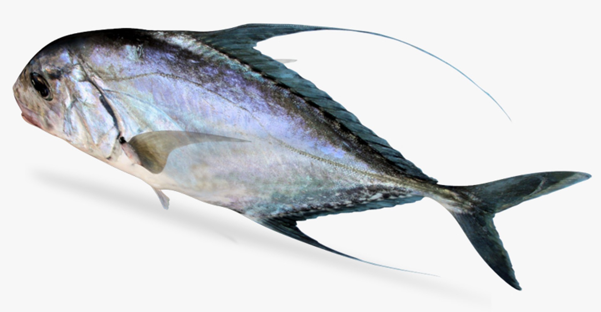 Threadfin Jack 3d Model