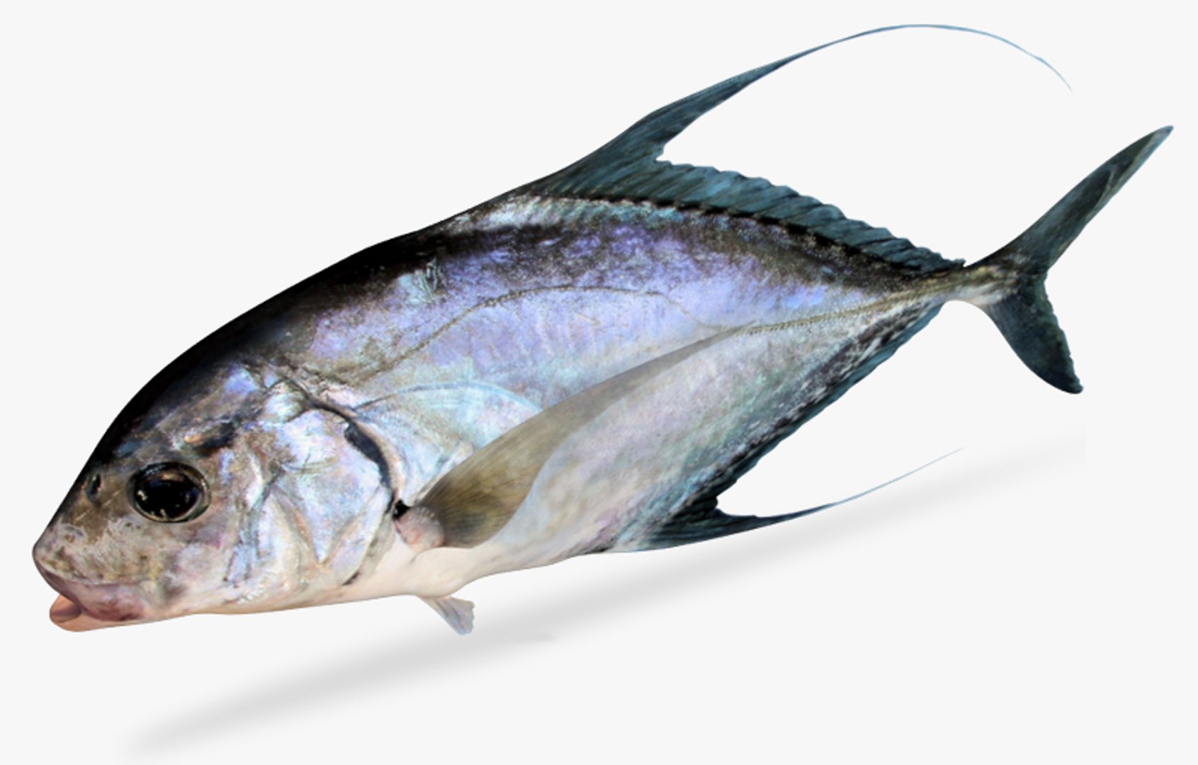 Threadfin Jack 3d Model
