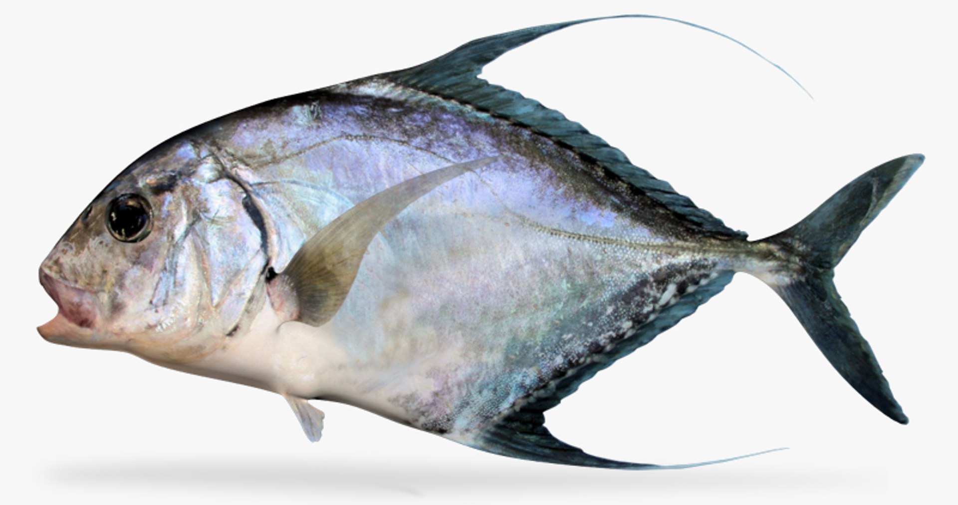 Threadfin Jack 3d Model