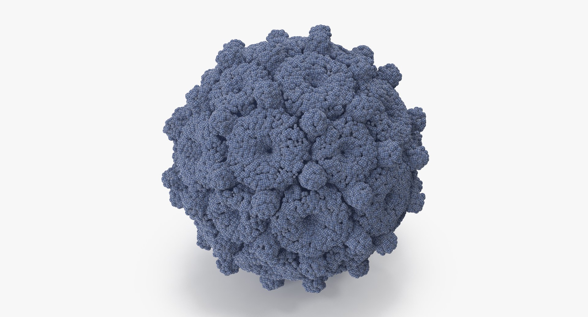 hepatitis b 3d model