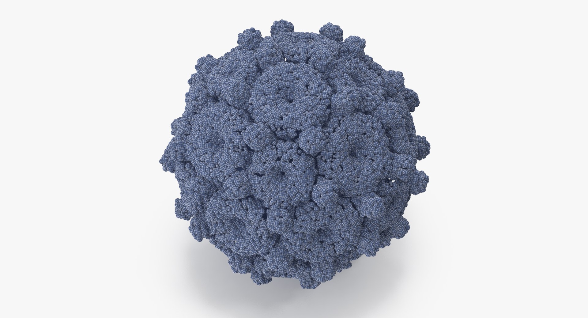 hepatitis b 3d model