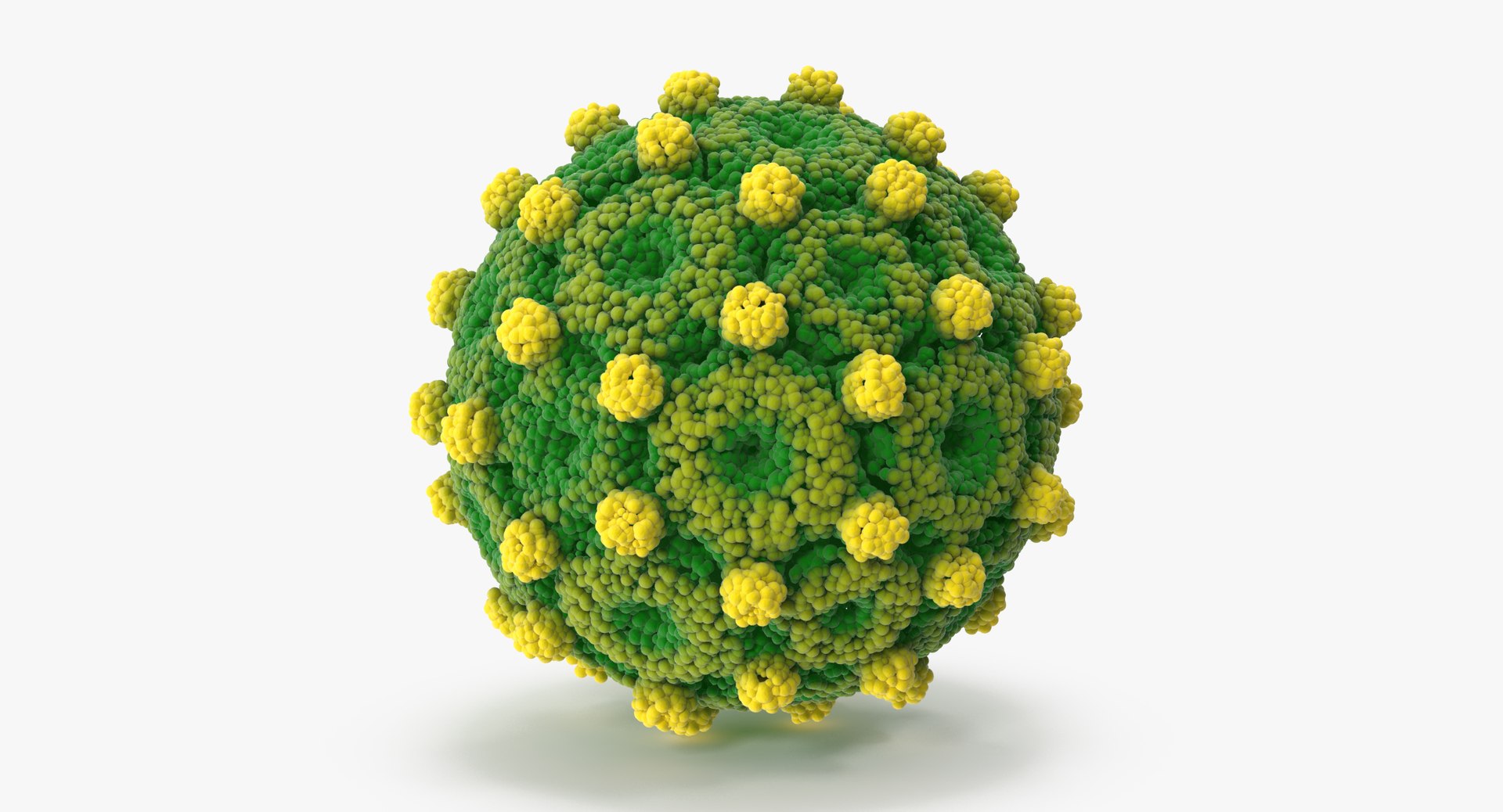 hepatitis b 3d model