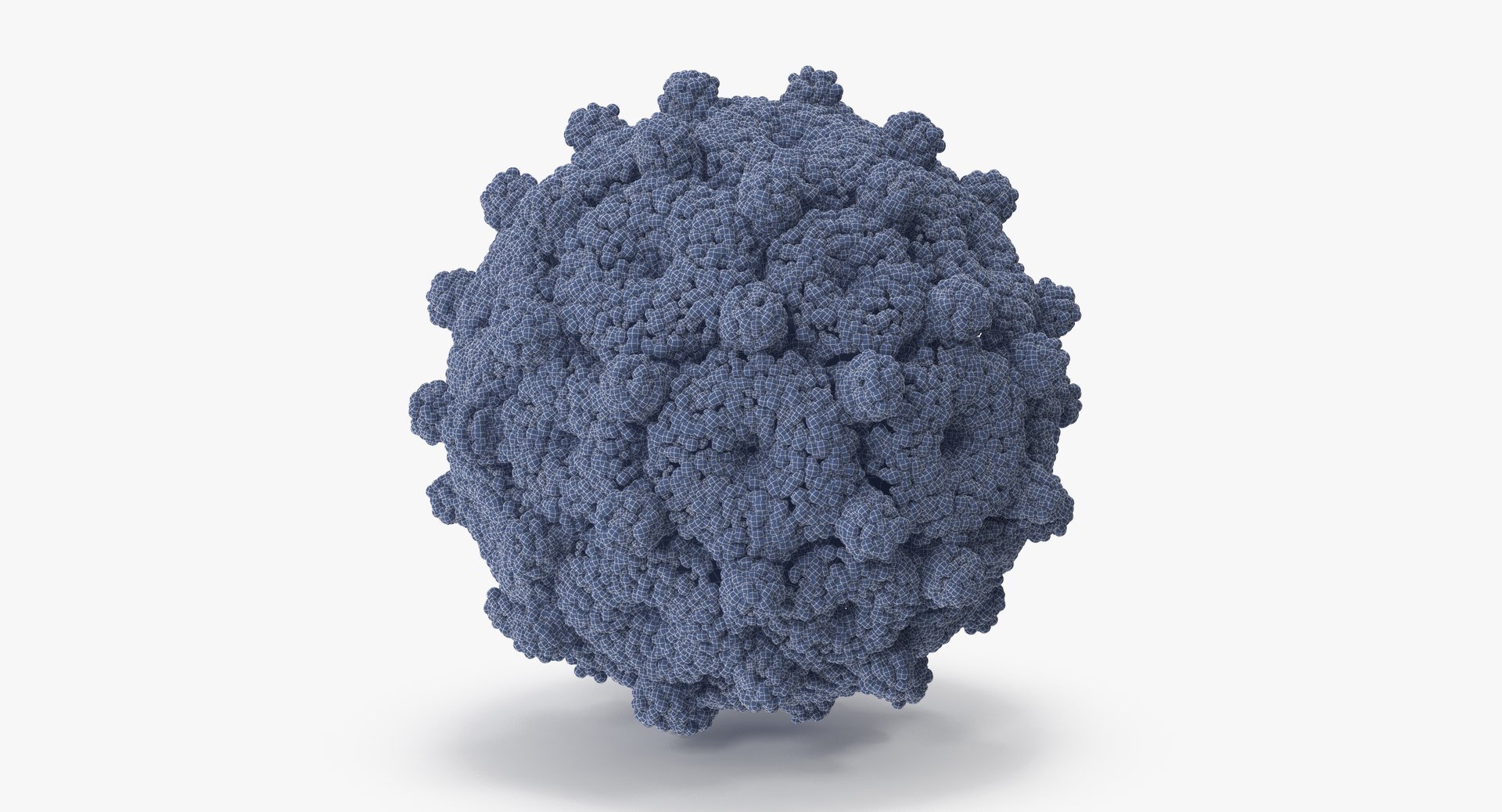 hepatitis b 3d model