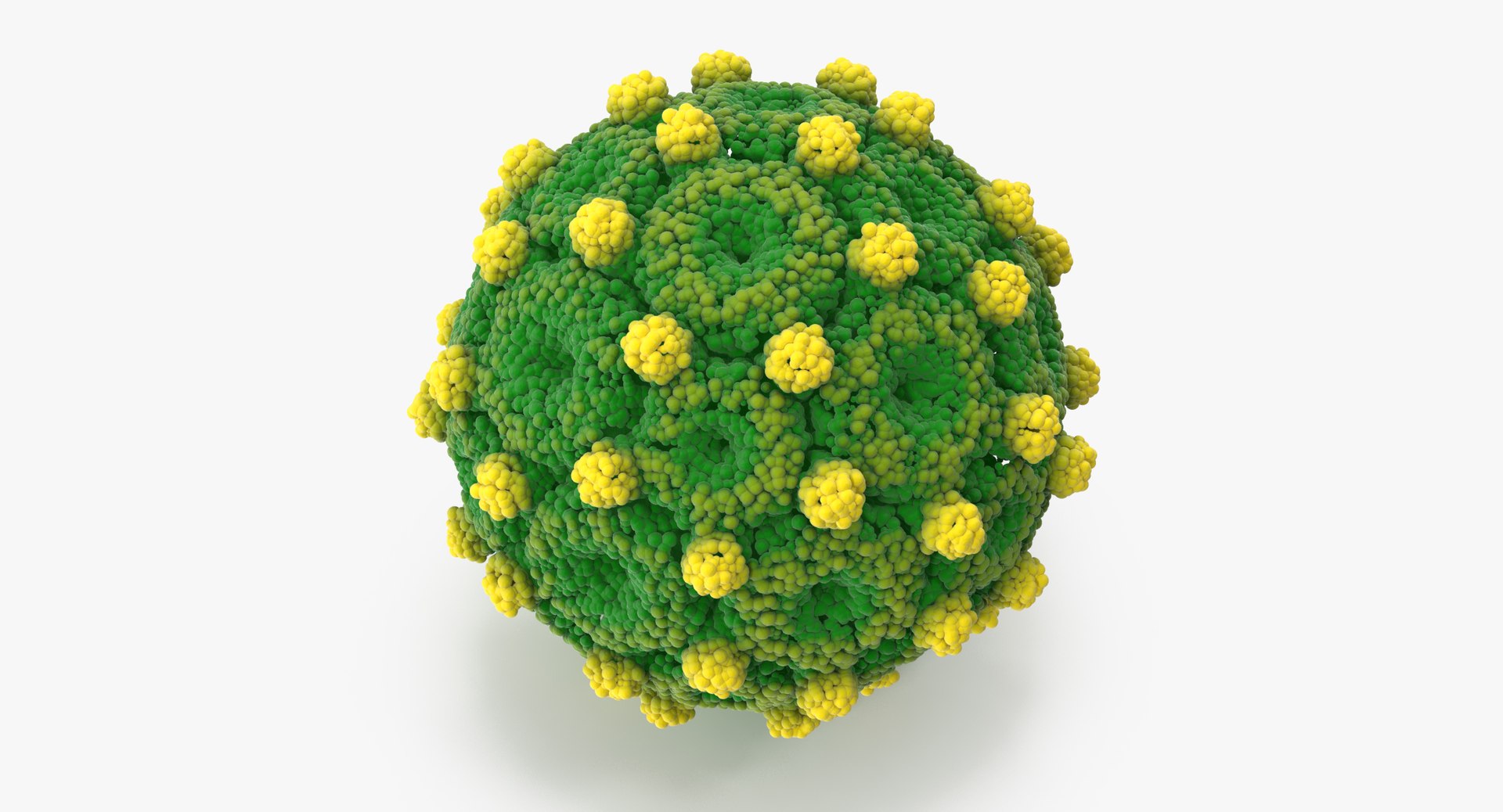 hepatitis b 3d model