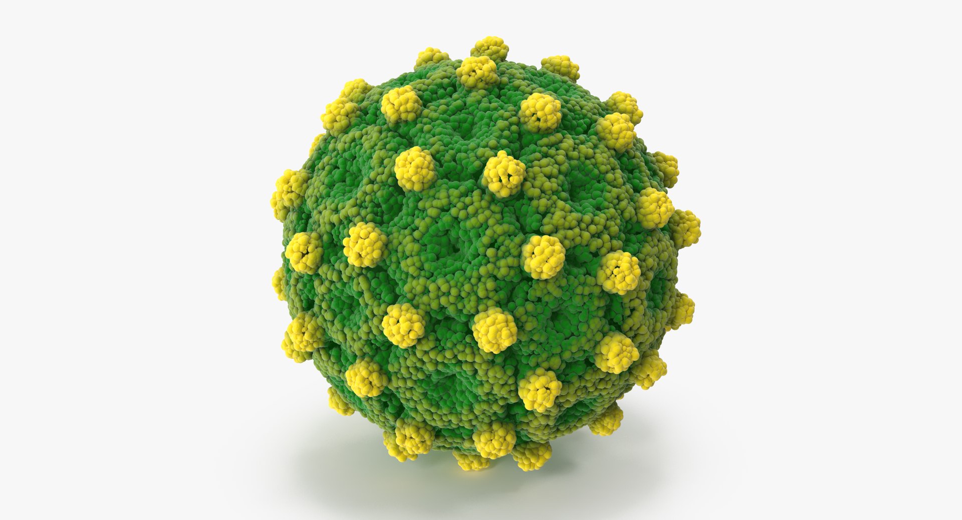hepatitis b 3d model