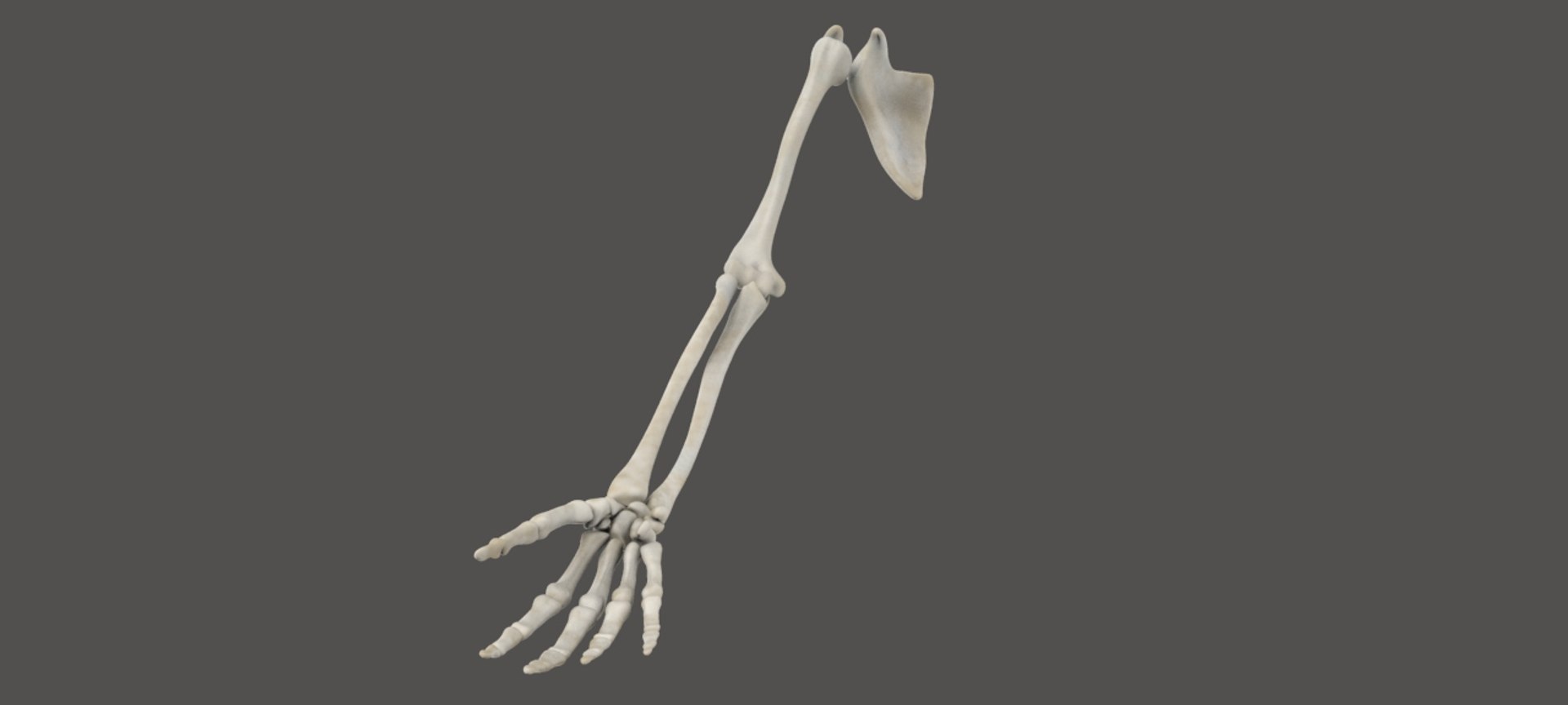 Arm 3D Model - TurboSquid 1261369