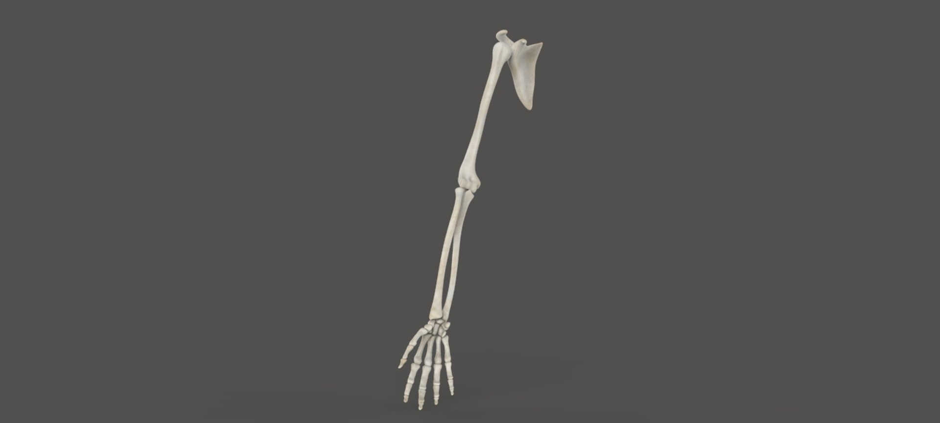 Arm 3D Model - TurboSquid 1261369