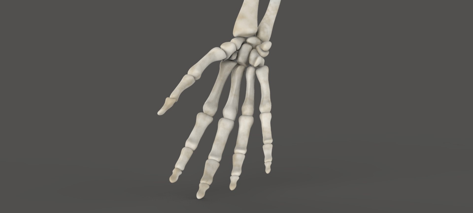 Arm 3D Model - TurboSquid 1261369