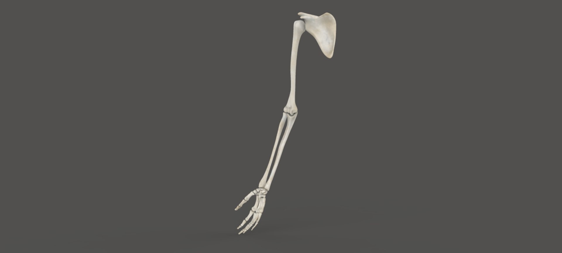 Arm 3D Model - TurboSquid 1261369