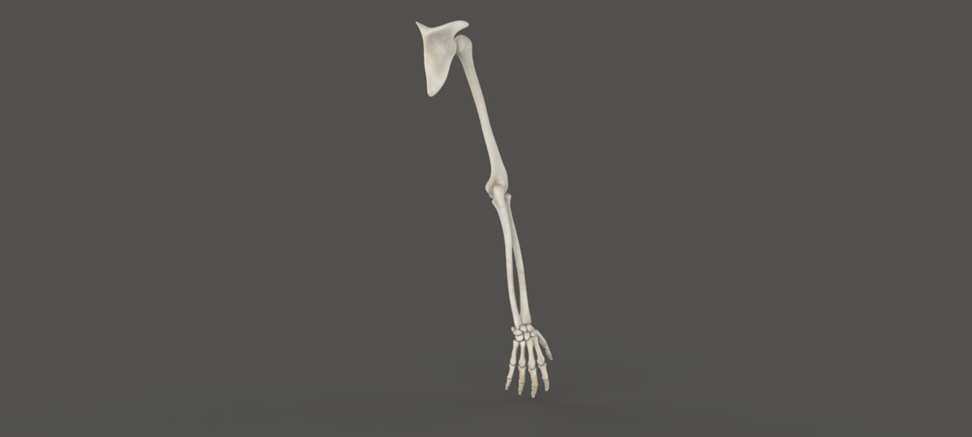 Arm 3D Model - TurboSquid 1261369