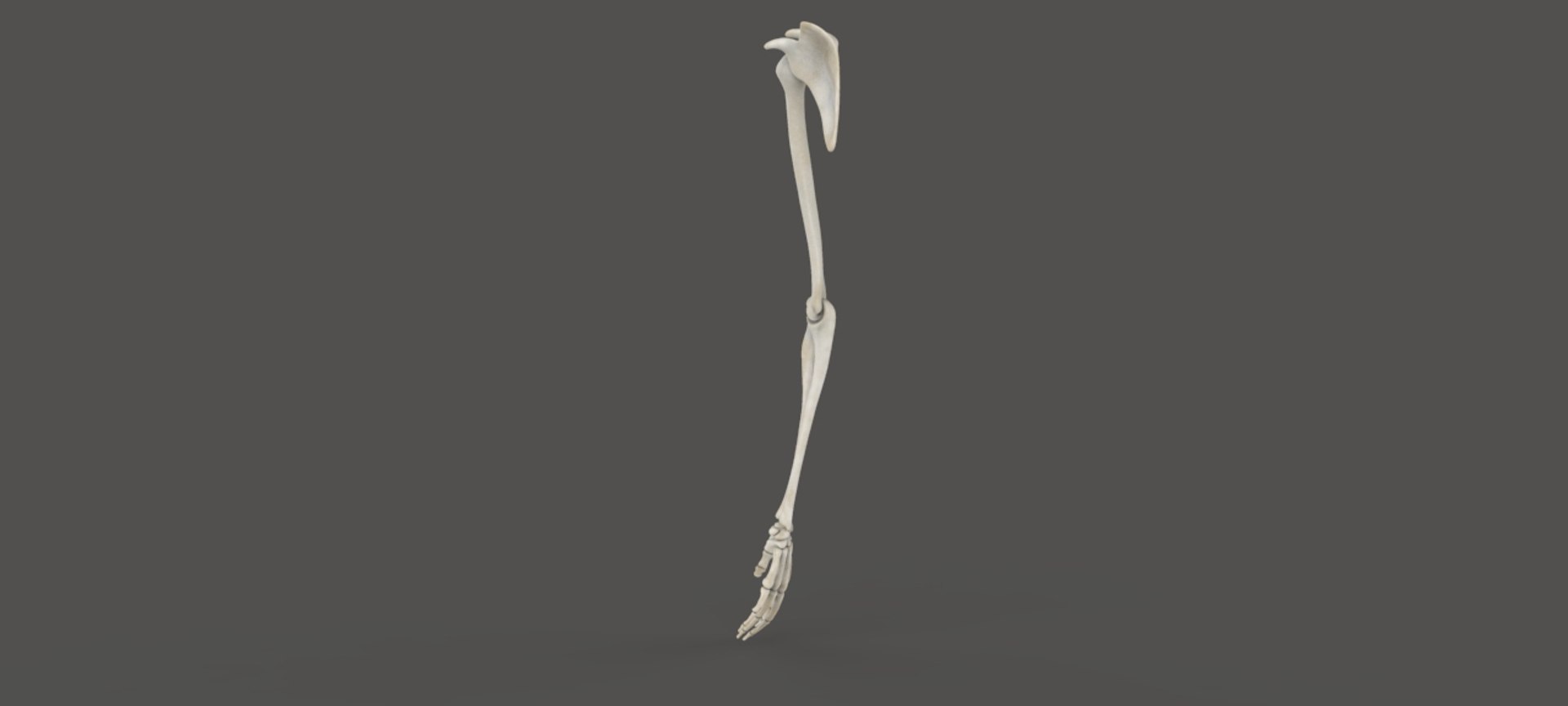 Arm 3D Model - TurboSquid 1261369