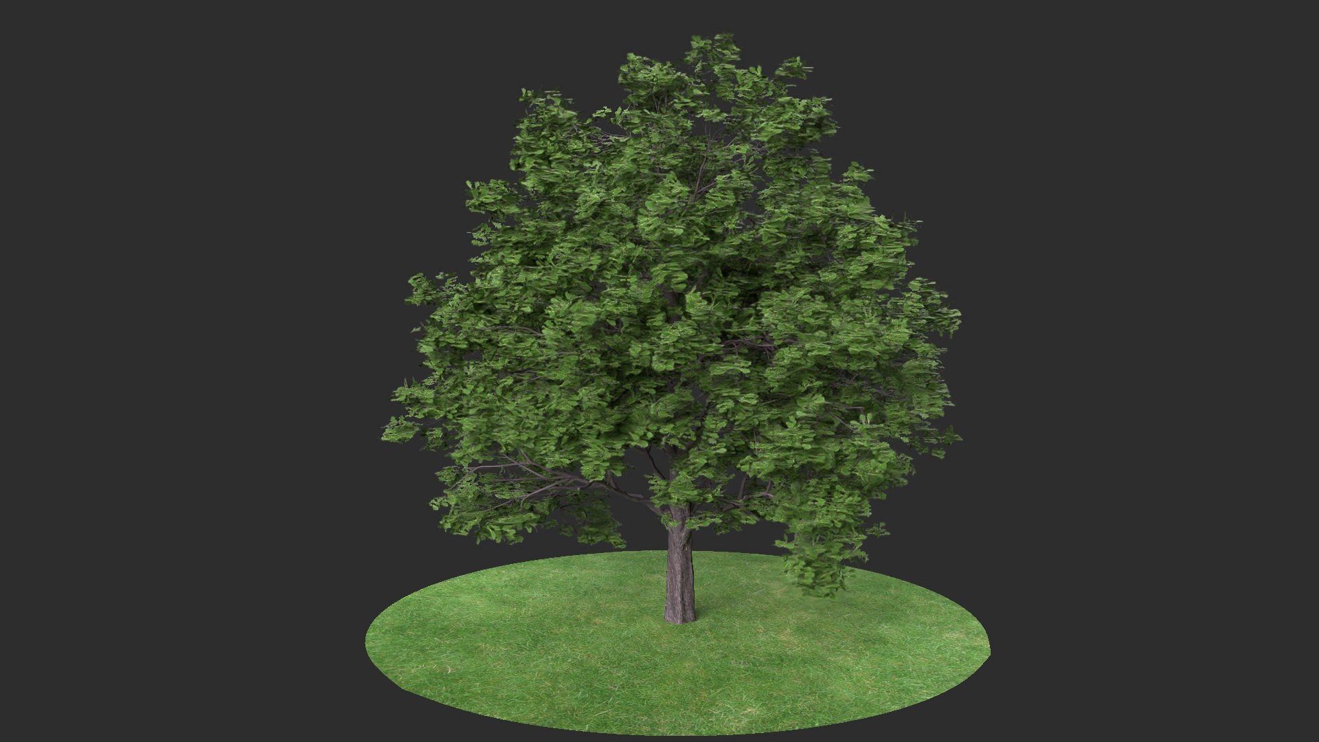 3D Model Oak Summer Hight - TurboSquid 1620175