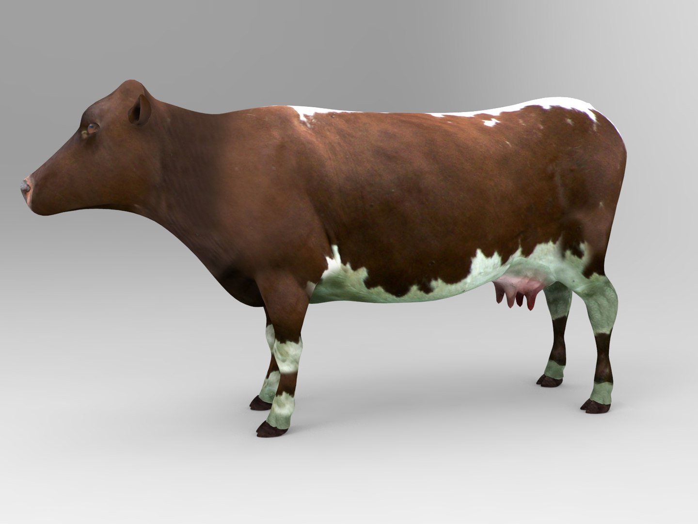 Cow Cattle 3D Model - TurboSquid 1199254