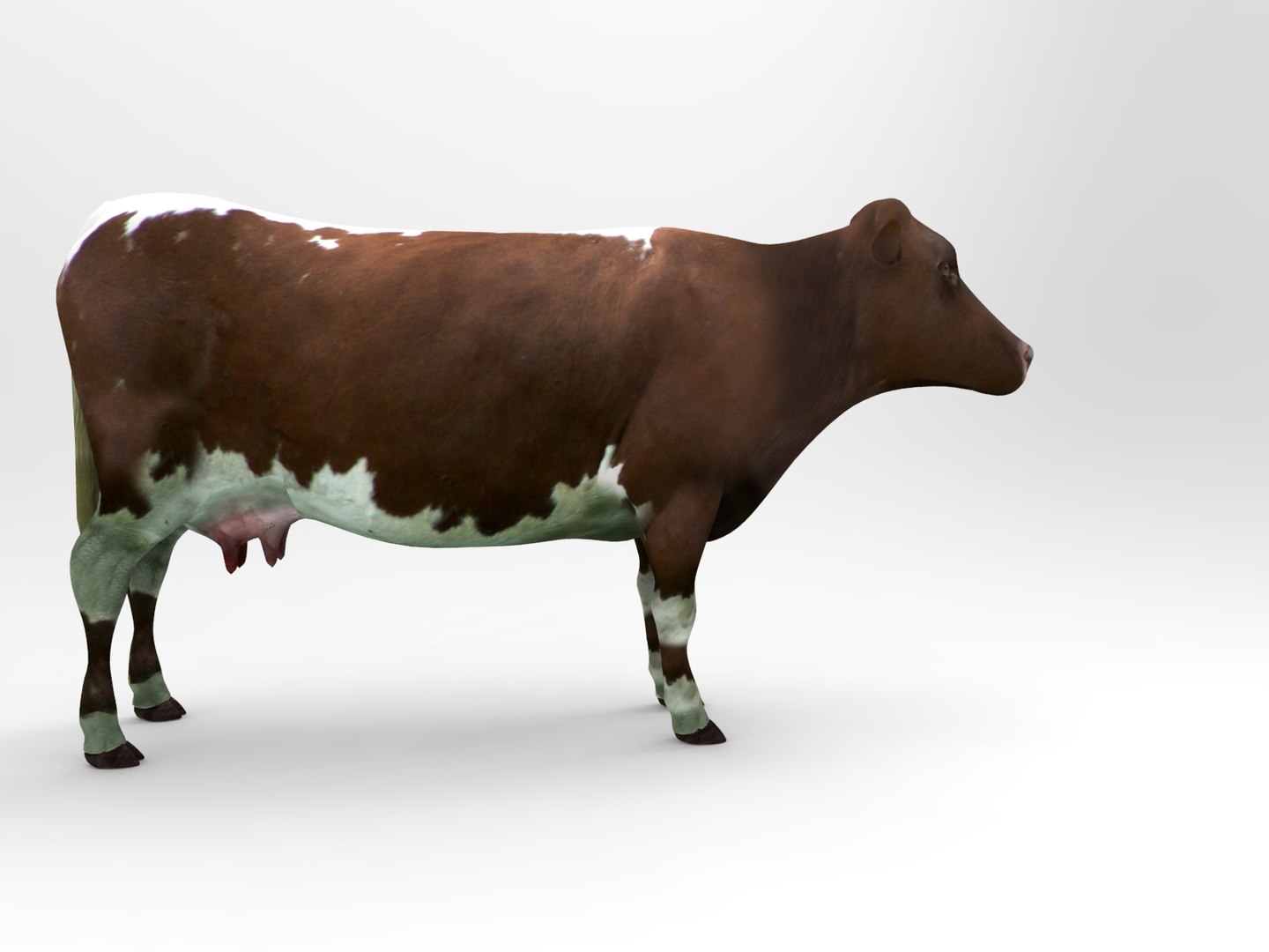 Cow Cattle 3D Model - TurboSquid 1199254