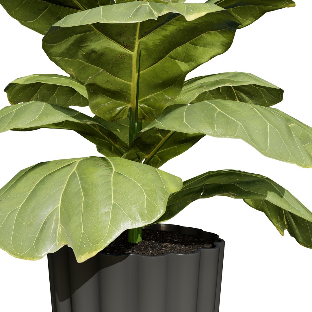 Fiddle Leaf Fig 3D Models 3D Model - TurboSquid 2265852
