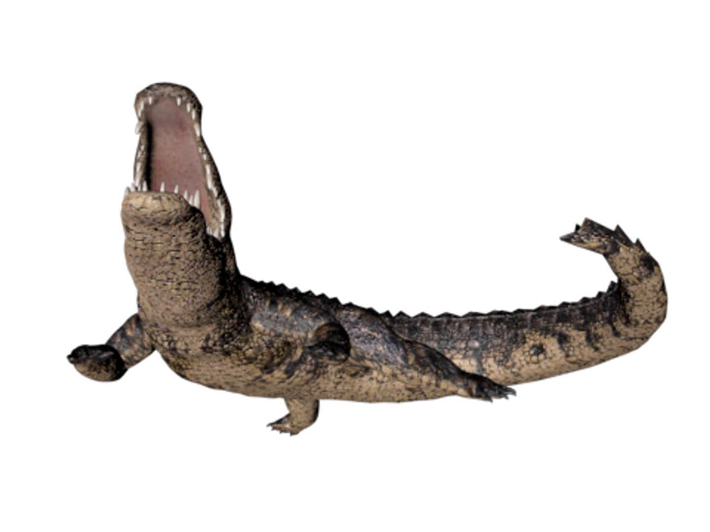 Croco 3D Model - TurboSquid 1290295