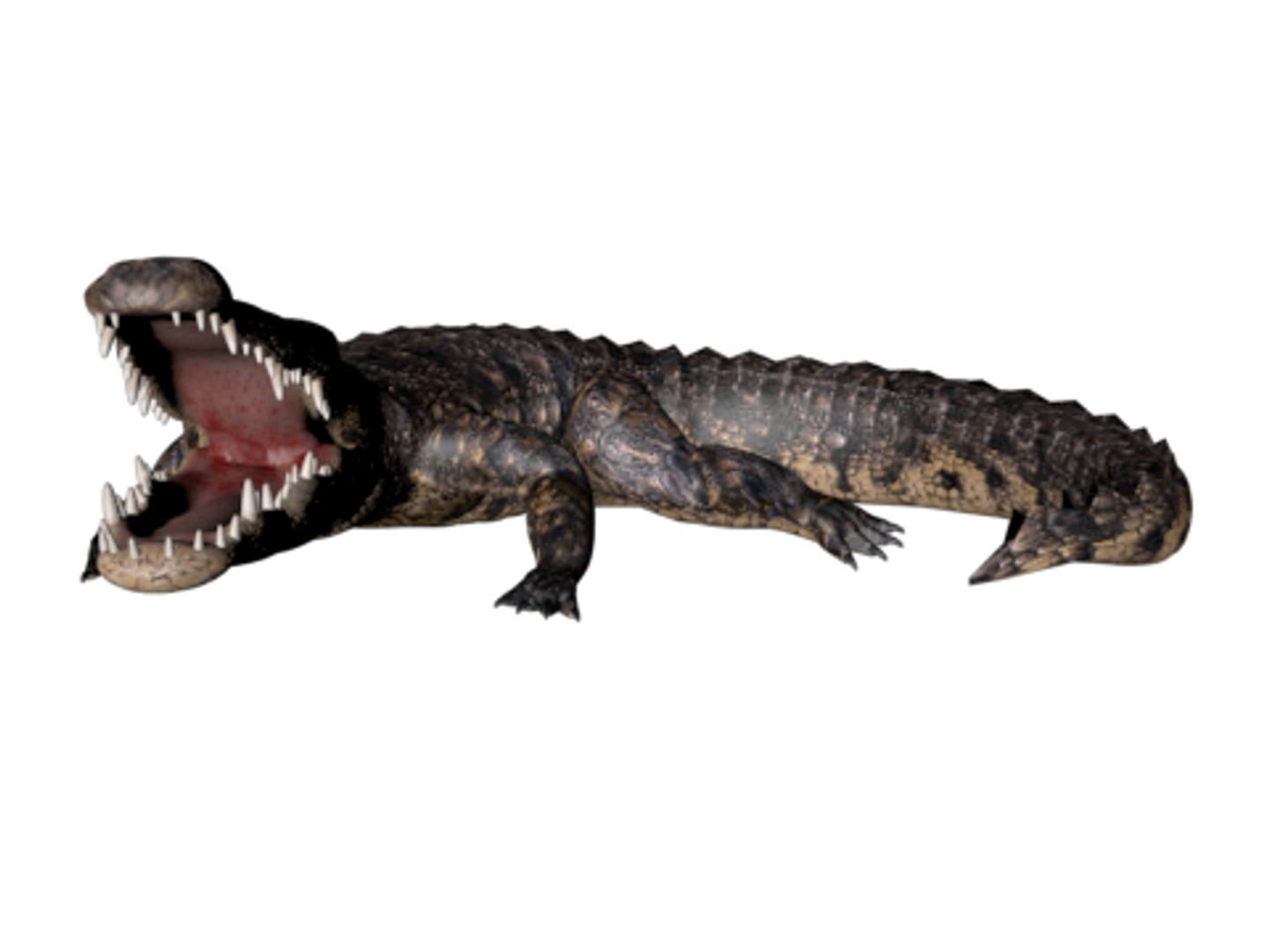 Croco 3D Model - TurboSquid 1290295