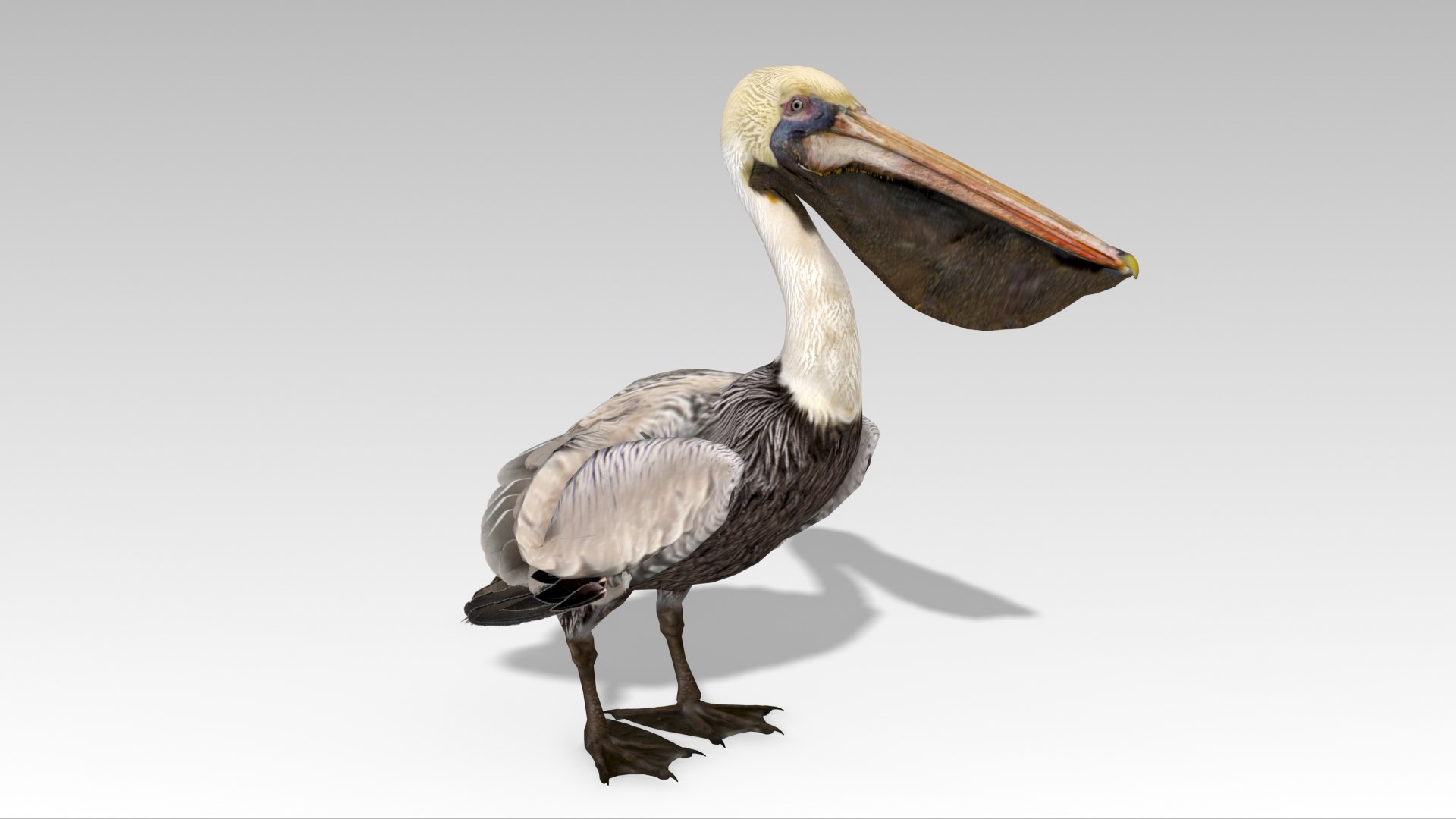Brown Pelican 3D Model - TurboSquid 1998721