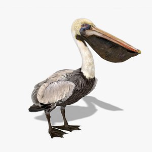 3D Pelican Models - Browse & Download Formats - TurboSquid