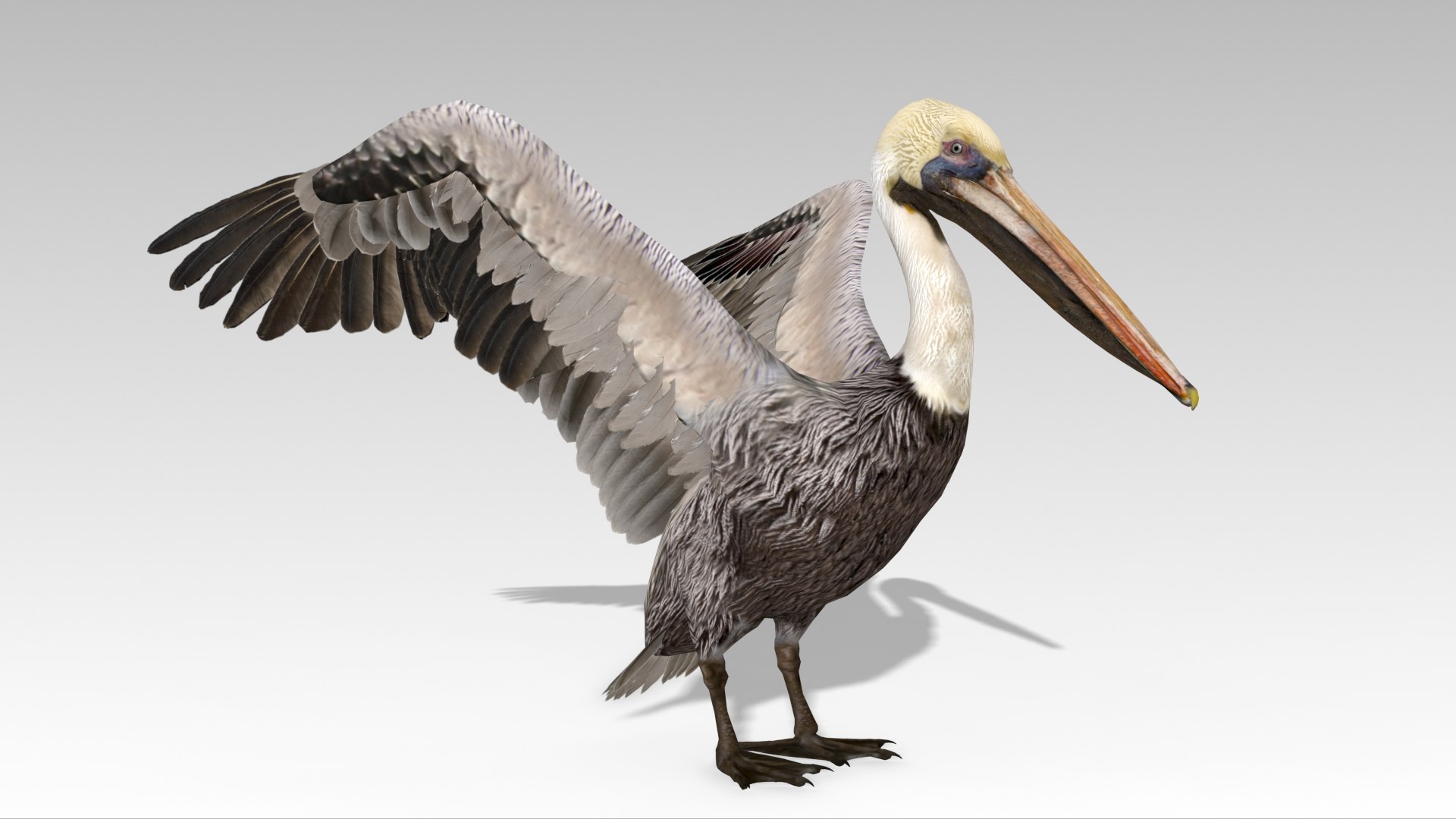 Brown Pelican 3D Model - TurboSquid 1998721
