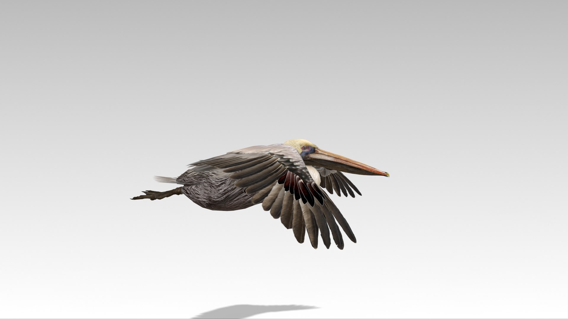 Brown Pelican 3D Model - TurboSquid 1998721