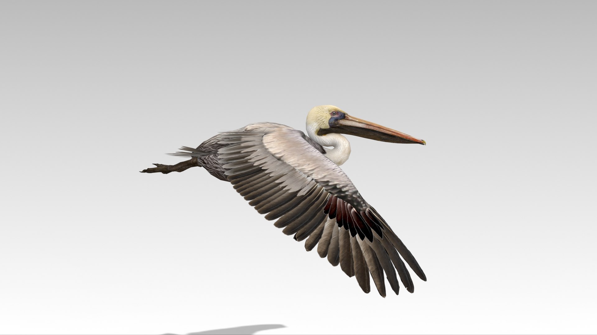 Brown Pelican 3D Model - TurboSquid 1998721