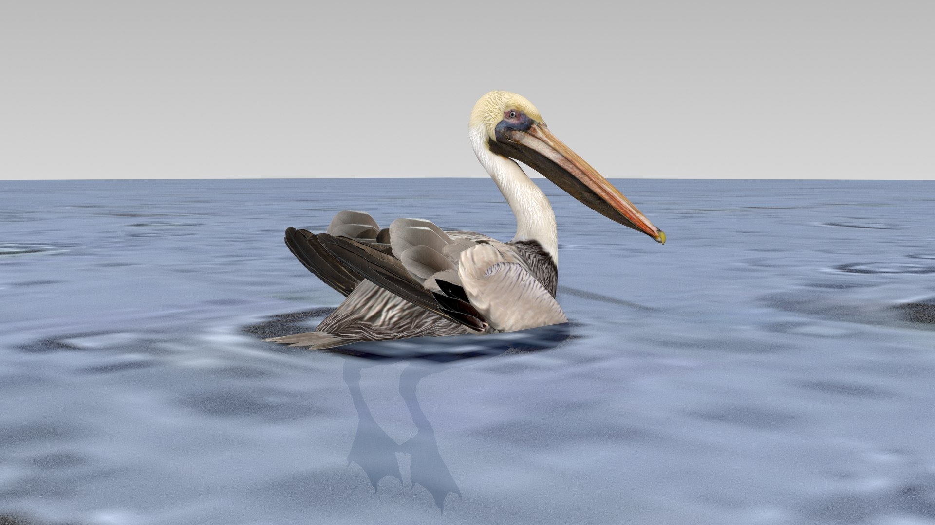 Brown Pelican 3D Model - TurboSquid 1998721