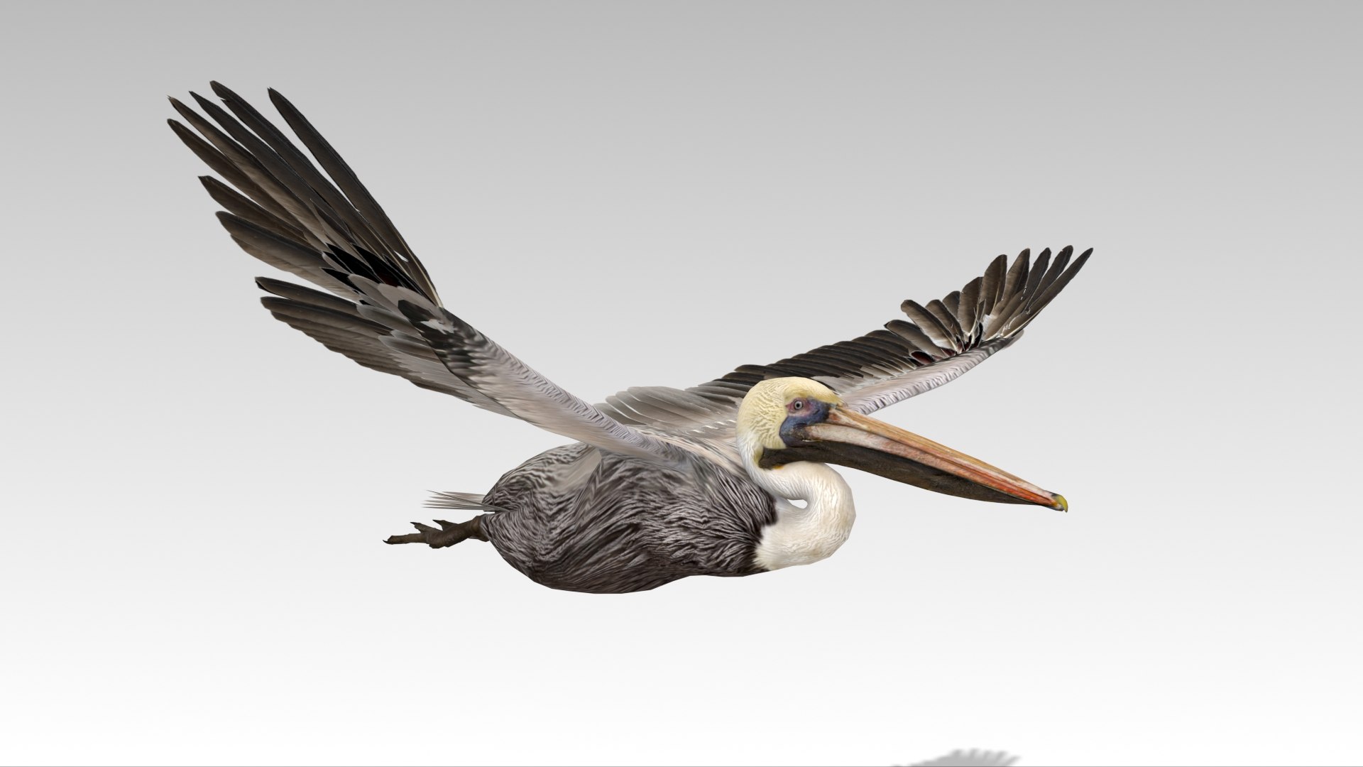 Brown Pelican 3D Model - TurboSquid 1998721