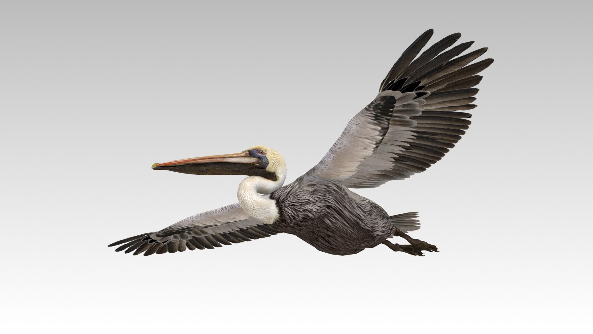 Brown Pelican 3D Model - TurboSquid 1998721