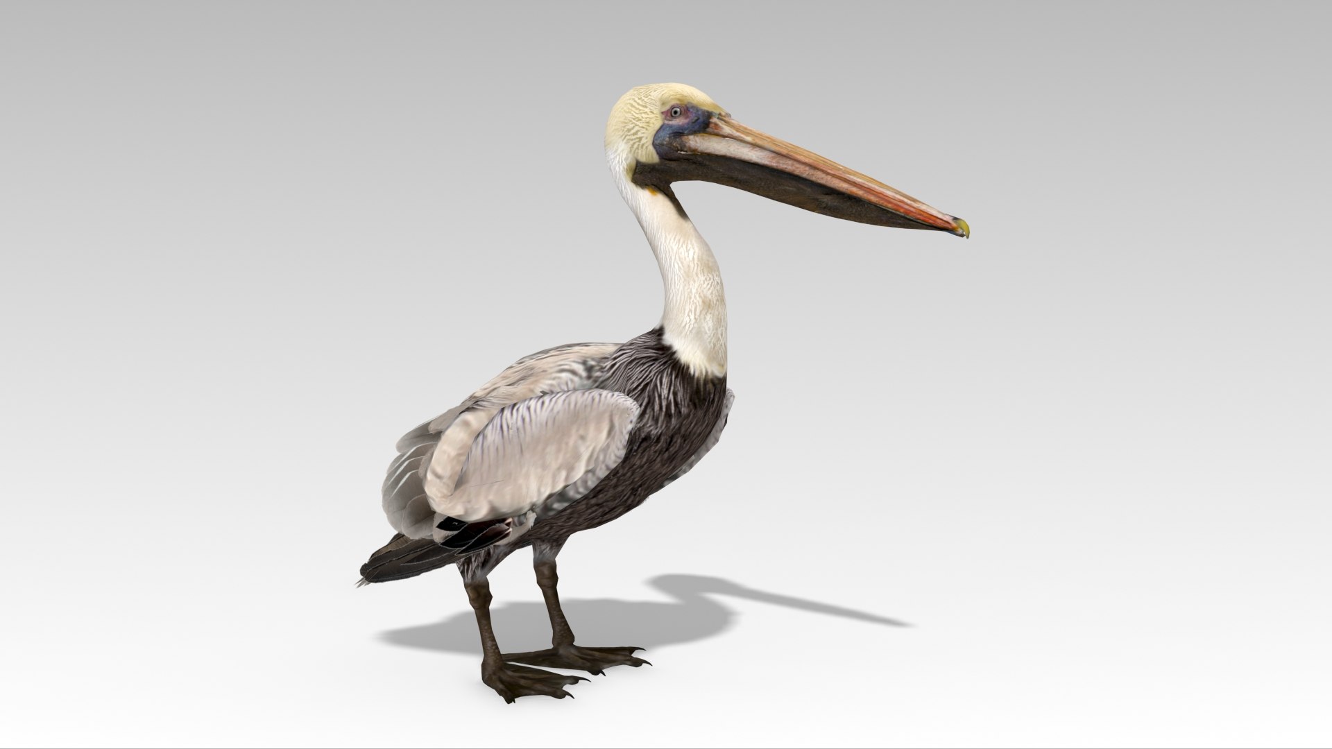 Brown Pelican 3D Model - TurboSquid 1998721