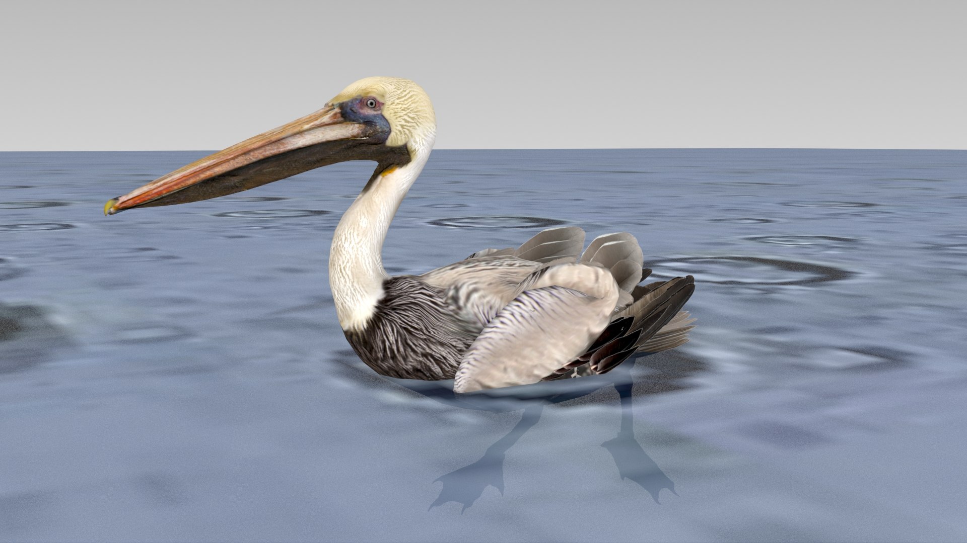 Brown Pelican 3D Model - TurboSquid 1998721