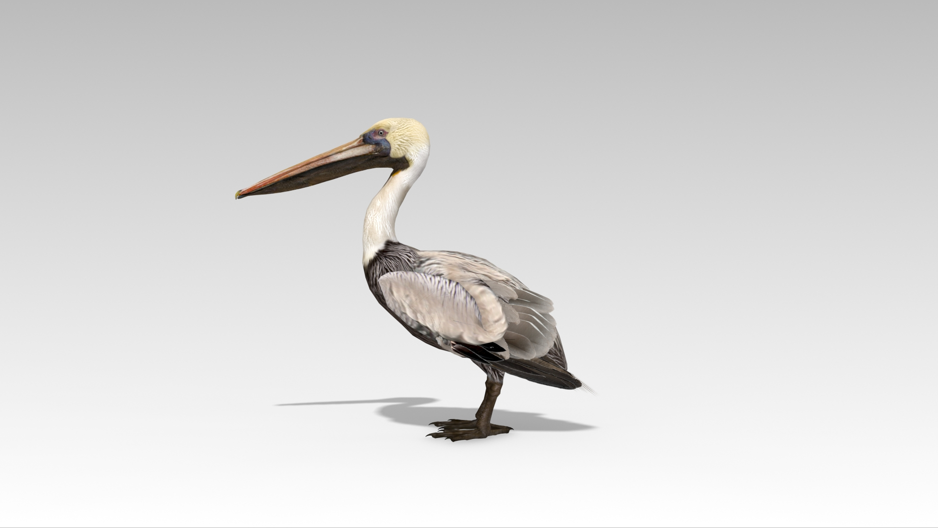 Brown Pelican 3D Model - TurboSquid 1998721