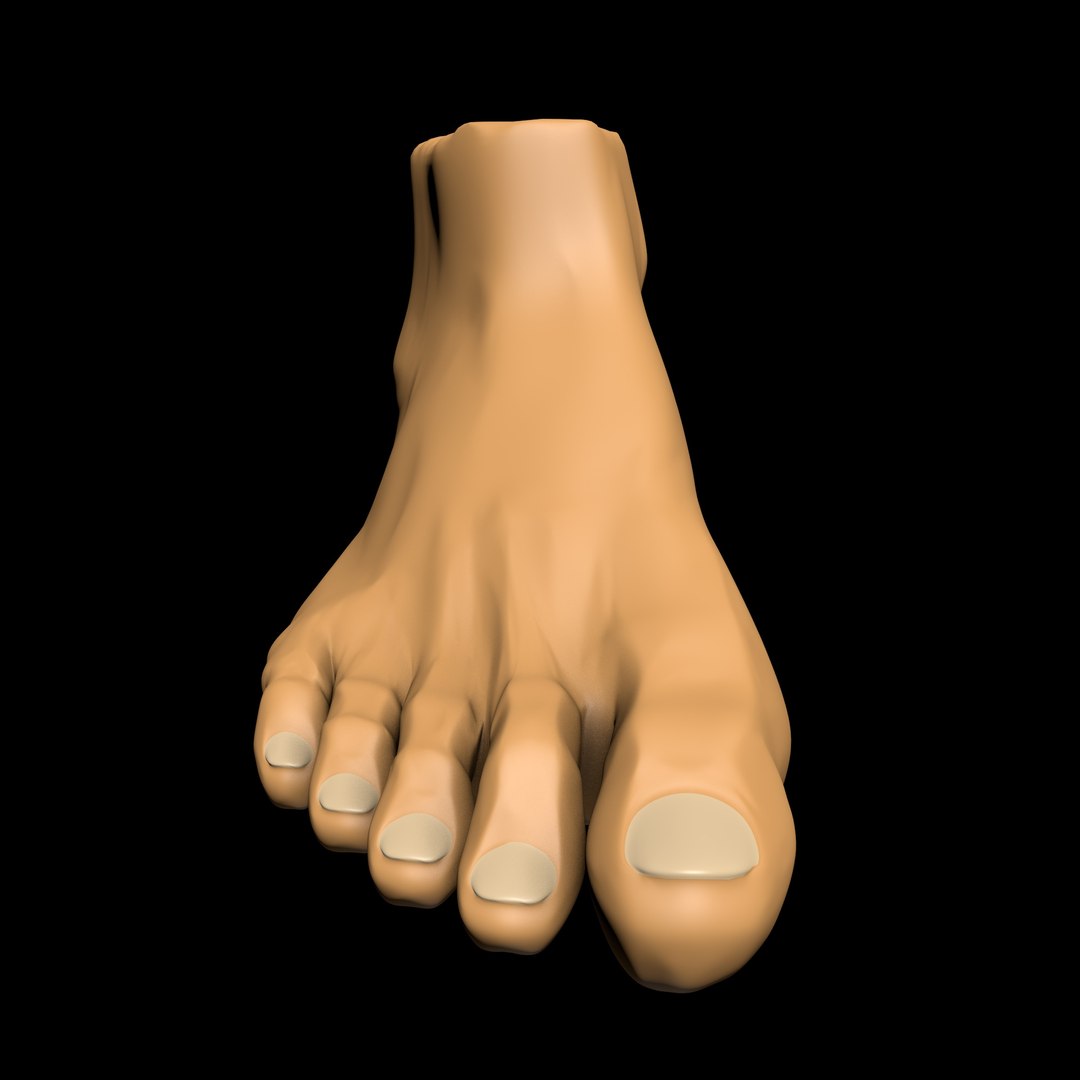Foot leg anatomy 3D model - TurboSquid 1427392