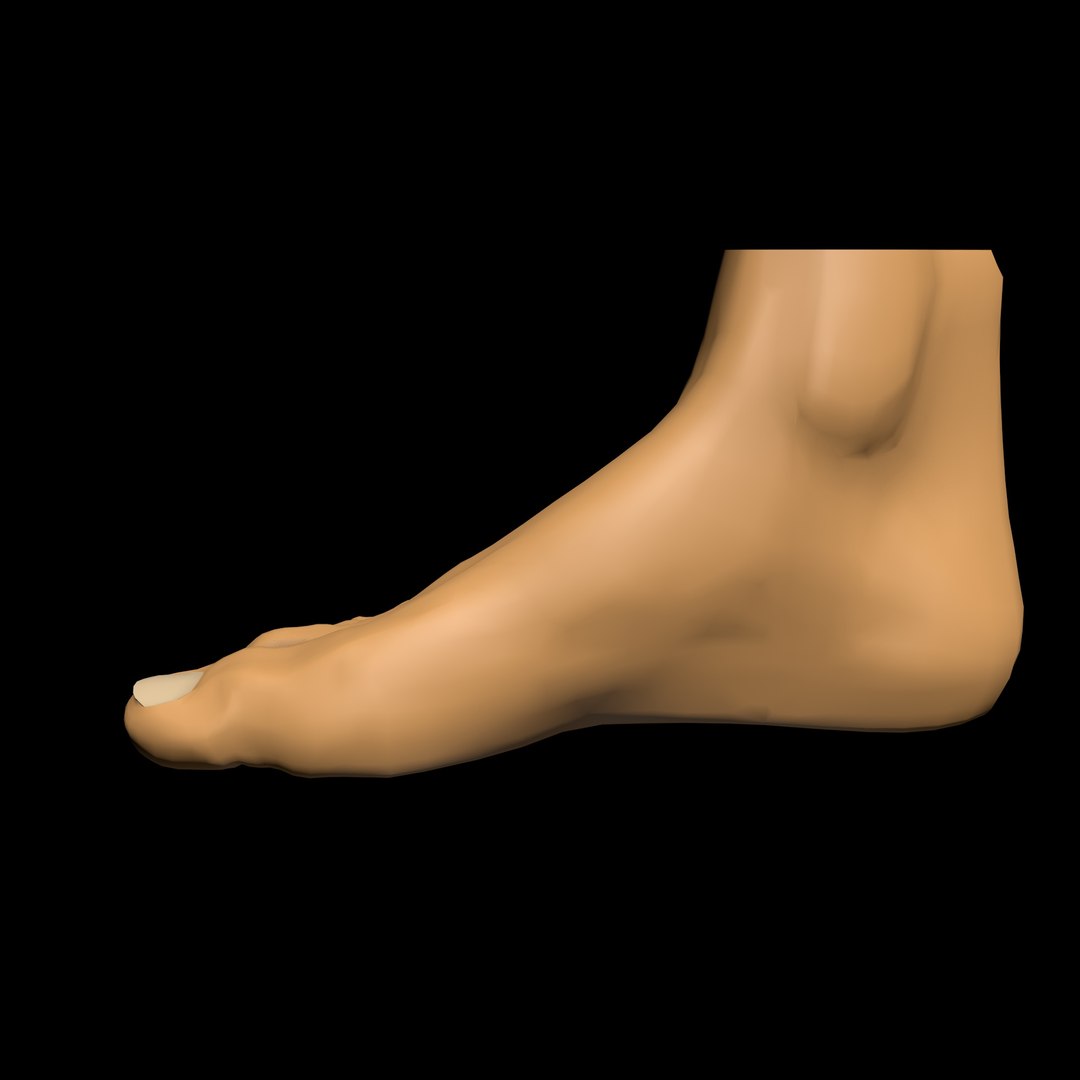 Foot leg anatomy 3D model - TurboSquid 1427392