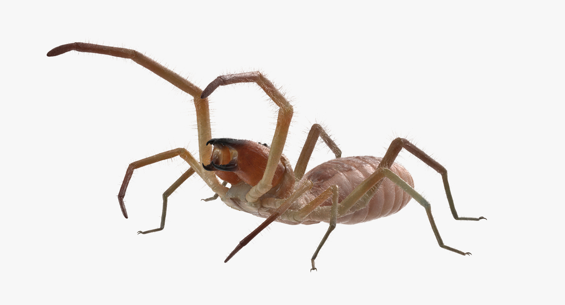 3D Wind Scorpion Spider Fur - TurboSquid 1195506